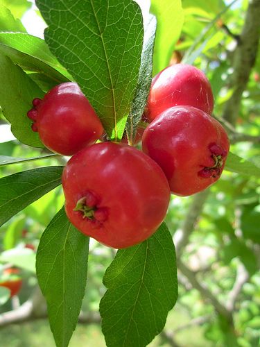 Mayhaw Berries Now Ripe At The Bridge City Chamber of Commerce - Orange ...