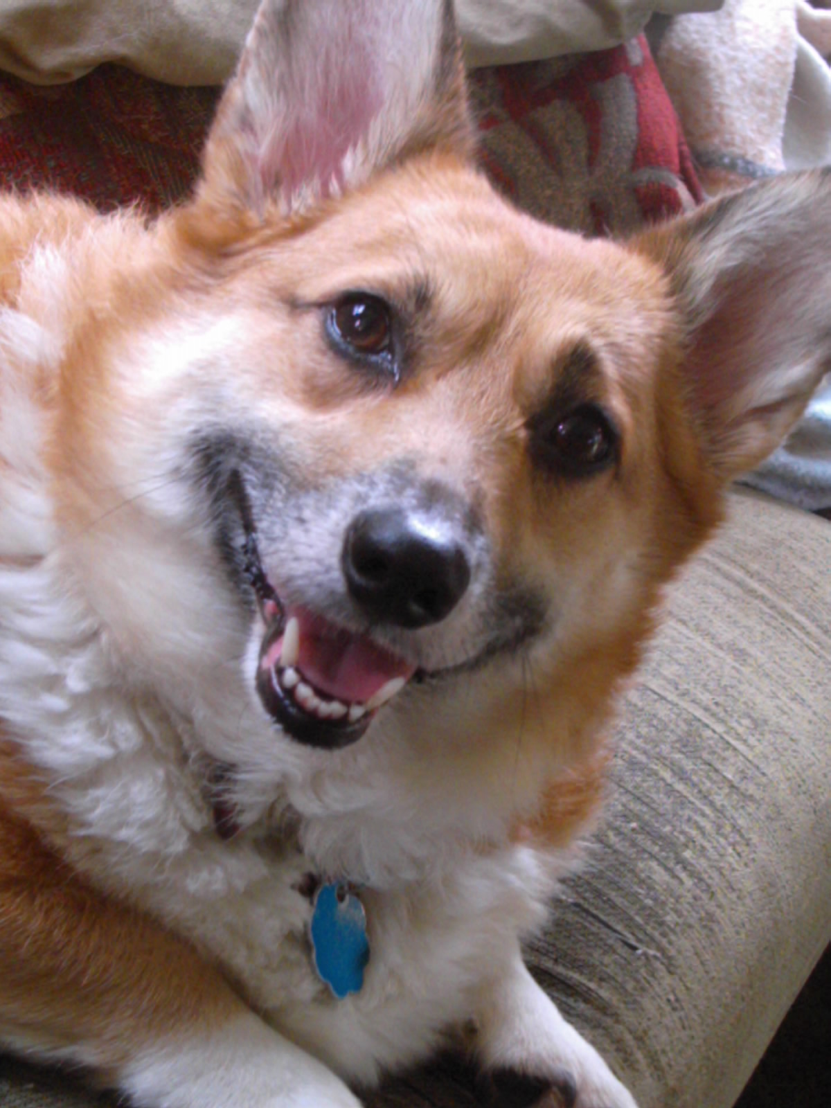 Story Over a Cup: You can learn a lot about life from a Corgi - Orange ...
