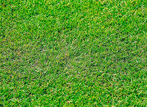 Master Gardeners: Quick methods for assessing viability of turf areas ...