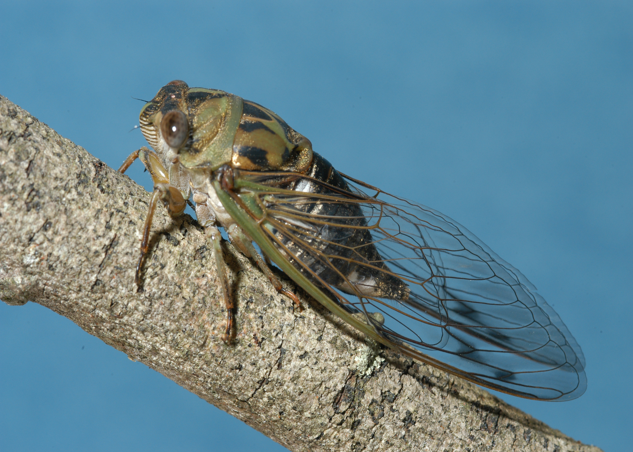 Cicadas emerge annually in Mississippi’s forests | Orange Leader