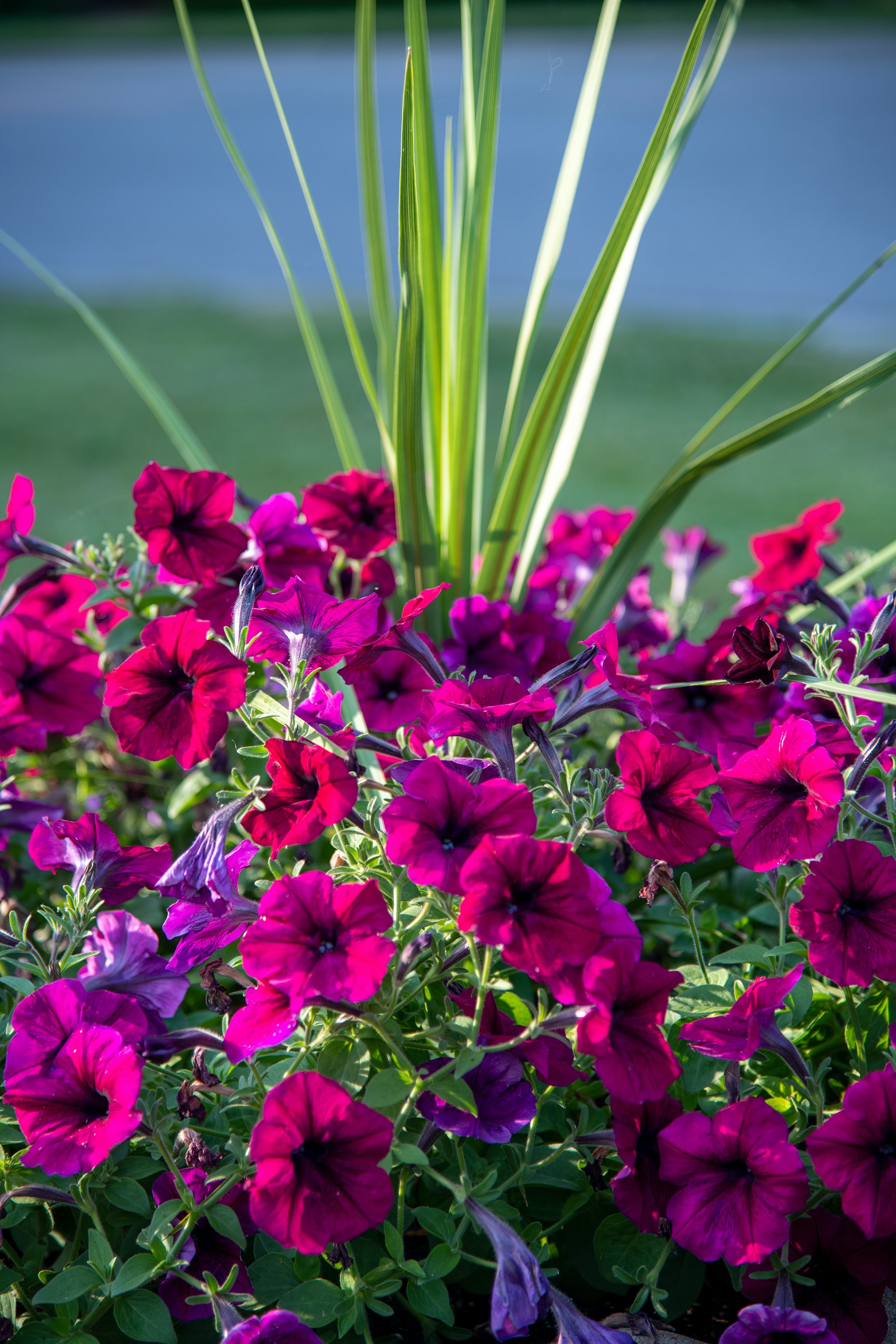 Master Gardeners: Summer flowers for Southern gardens | Orange Leader