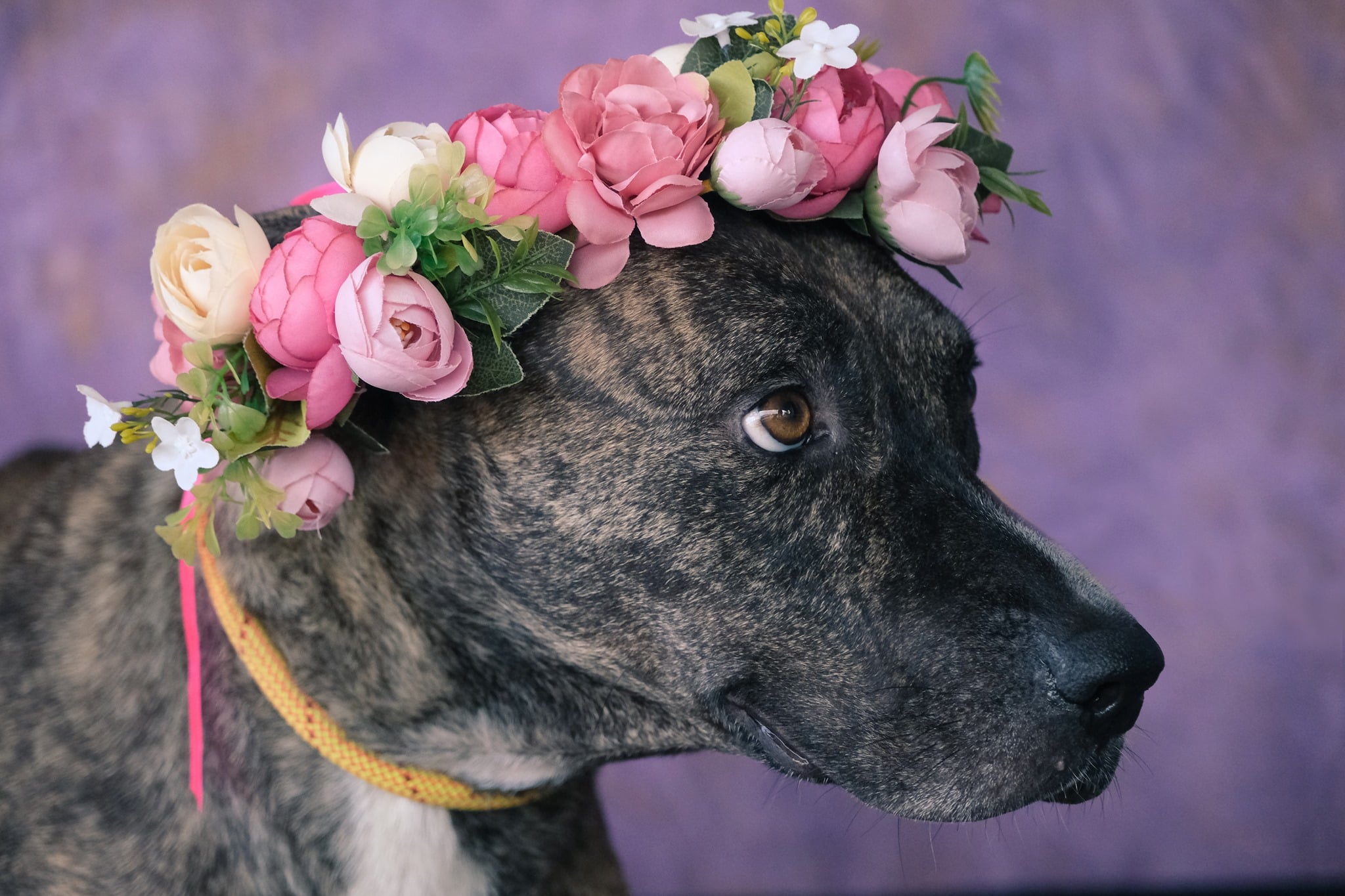 Pet of the Week – Gypsy | Orange Leader