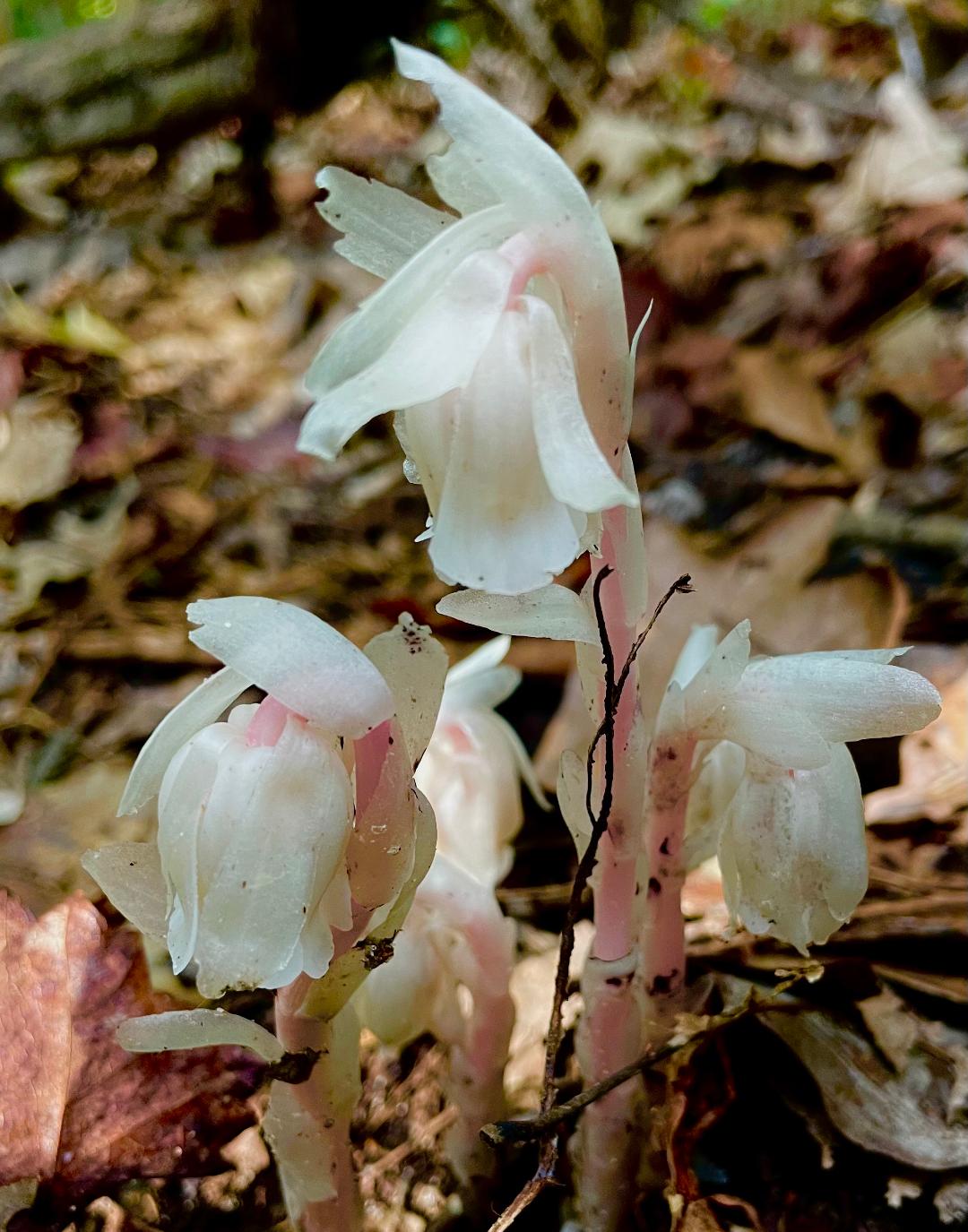 Watching the ghost pipe grow | Orange Leader