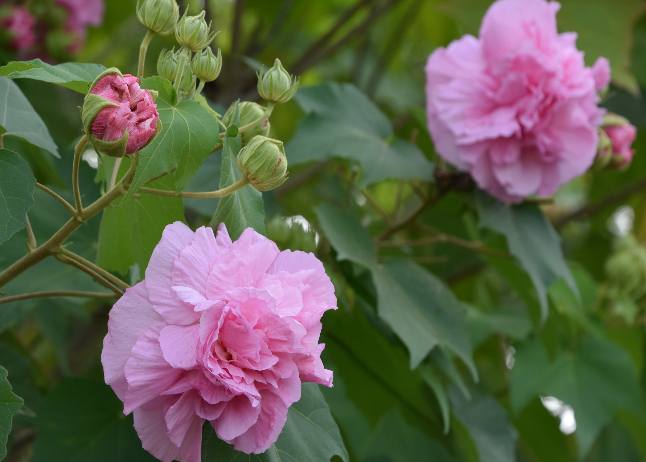 Showy Confederate rose is great for landscape blooms | Orange Leader