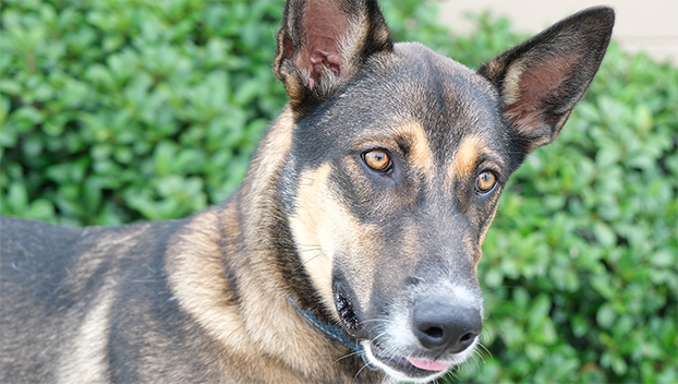 ADOPT A PET — Check out this young German Shepherd mix | Orange Leader