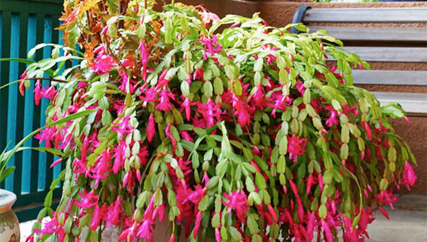 MASTER GARDENER — Holiday Cacti tips for Thanksgiving, Christmas and ...