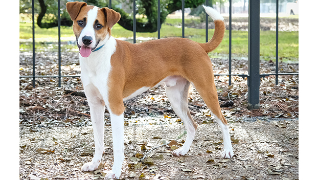 What’s needed and how to donate to Orange County animal shelters ...