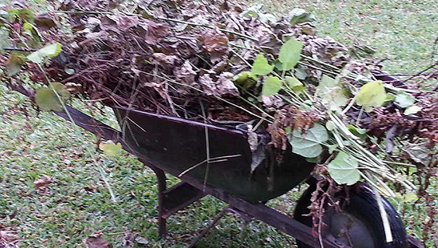 MASTER GARDENER — See why February is time to spruce up your garden ...