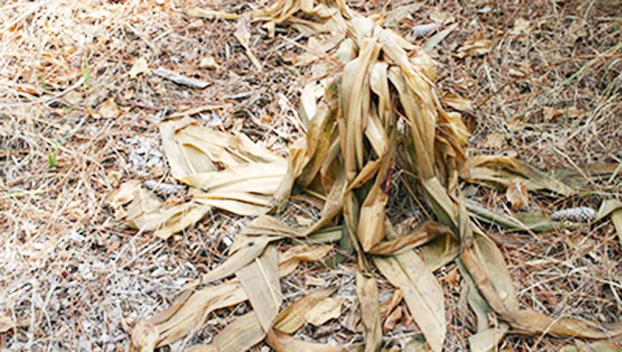 MASTER GARDENER — Try this “Freezer Burn” cleanup strategy for help ...