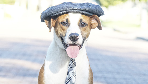 ADOPT A PET — Dapper Dave delivers sharp looks, great time - Orange ...