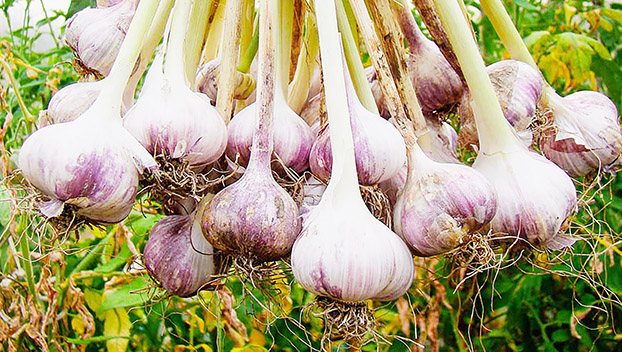EXPERT GARDEN TIPS — Growing “zesty” garlic exhilarates the senses ...