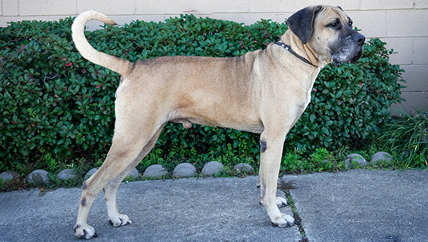 ADOPT A PET — Mr. Goofy is ready for your family | Orange Leader