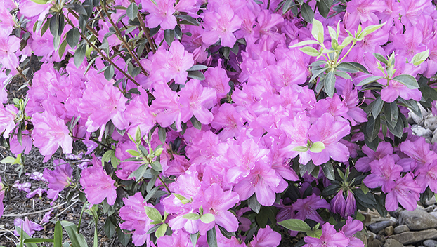 TEXAS CERTIFIED EXPERT GARDENER — Azaleas help create magnificent ...