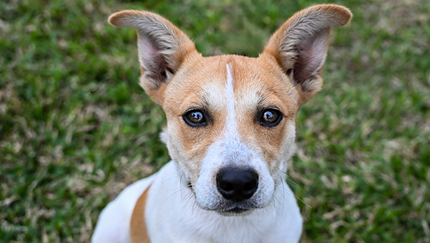 ADOPT A PET — Your family is ready for Poppi’s cute eyes | Orange Leader