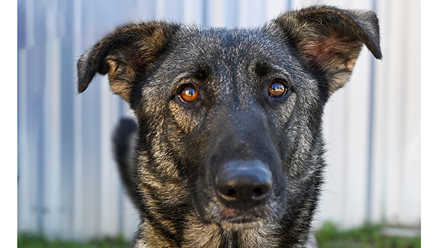 ADOPT A PET — Beautiful German Shepherd mix Katniss ready for YOU ...