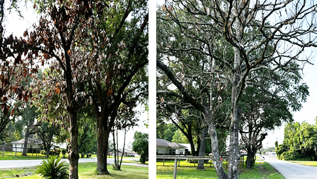 CERTIFIED TEXAS EXPERT GARDENER — Under siege with extreme weather ...